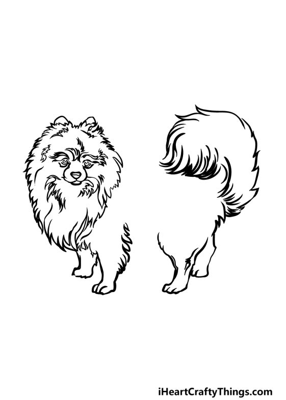 Pomeranian Drawing - How To Draw A Pomeranian Step By Step