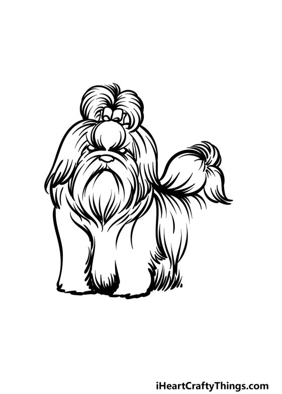 Shih Tzu Drawing - How To Draw A Shih Tzu Step By Step