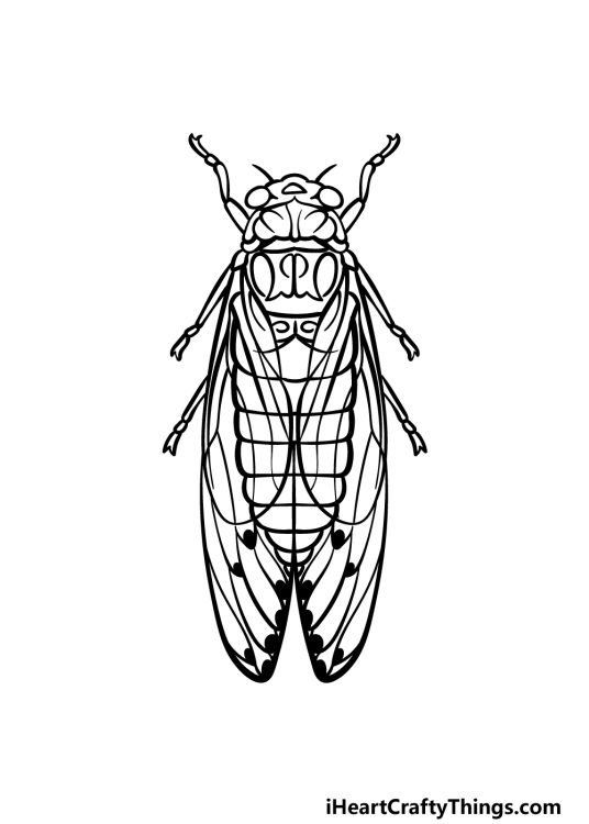 Cicada Drawing - How To Draw A Cicada Step By Step
