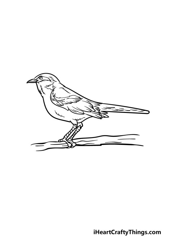 Mockingbird Drawing - How To Draw A Mockingbird Step By Step
