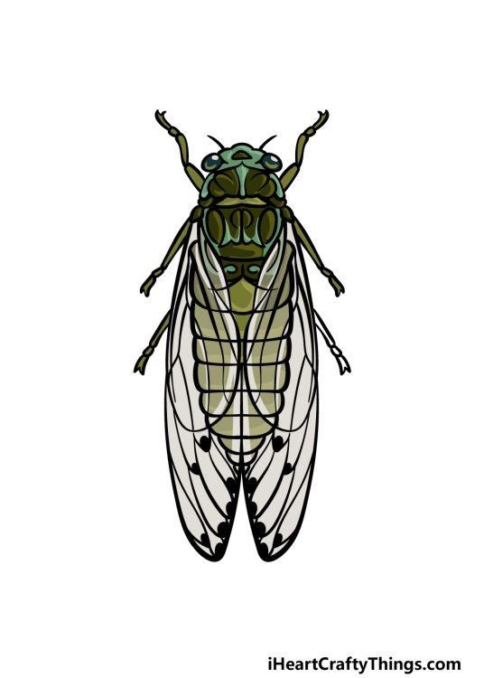 Cicada Drawing - How To Draw A Cicada Step By Step
