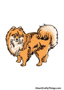 Pomeranian Drawing - How To Draw A Pomeranian Step By Step