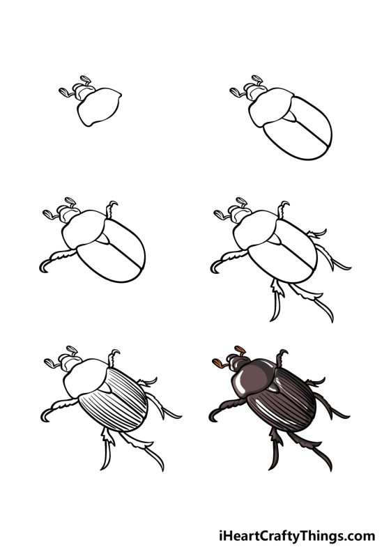 Beetle Drawing - How To Draw A Beetle Step By Step