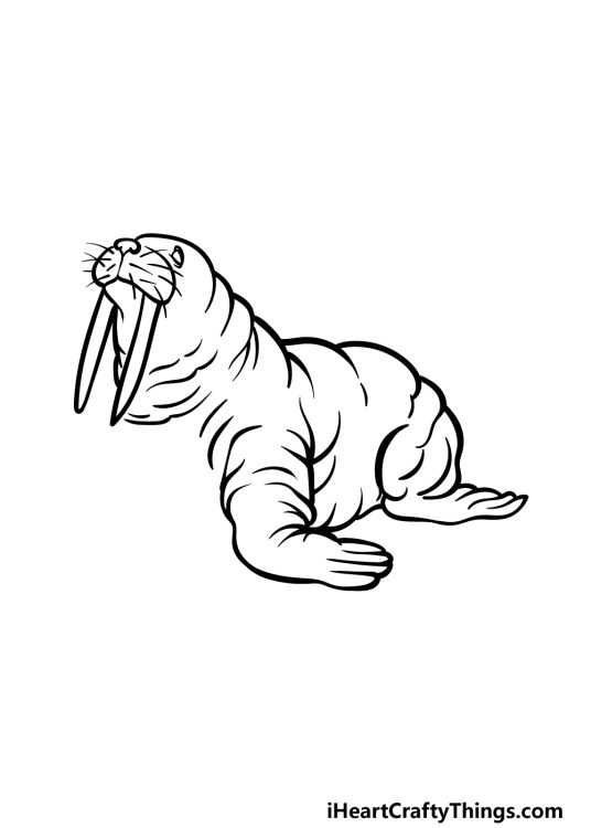 Walrus Drawing - How To Draw A Walrus Step By Step