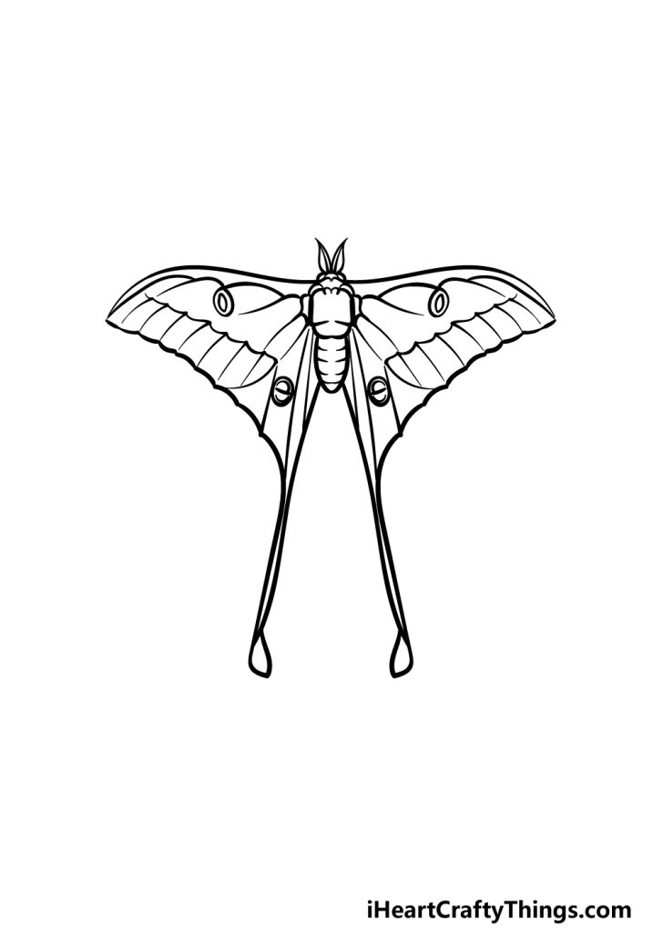 Luna Moth Drawing - How To Draw A Luna Moth Step By Step