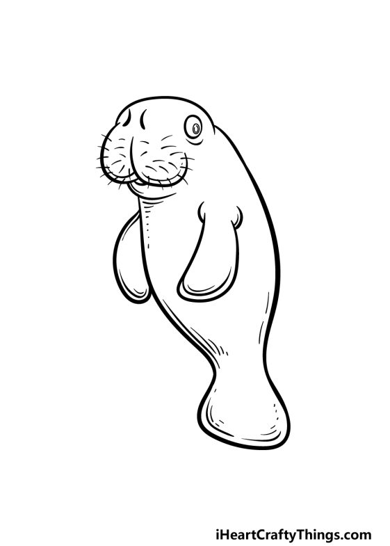 Manatee Drawing - How To Draw A Manatee Step By Step