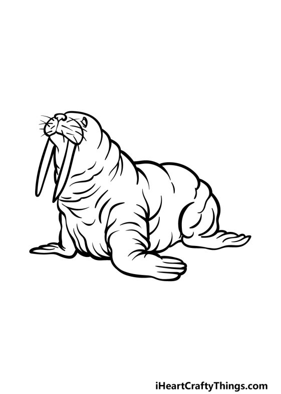 Walrus Drawing - How To Draw A Walrus Step By Step