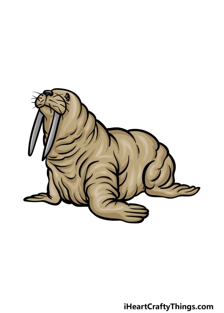 Walrus Drawing - How To Draw A Walrus Step By Step