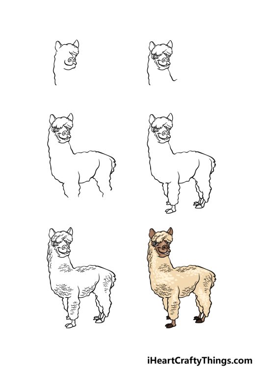 Alpaca Drawing - How To Draw An Alpaca Step By Step