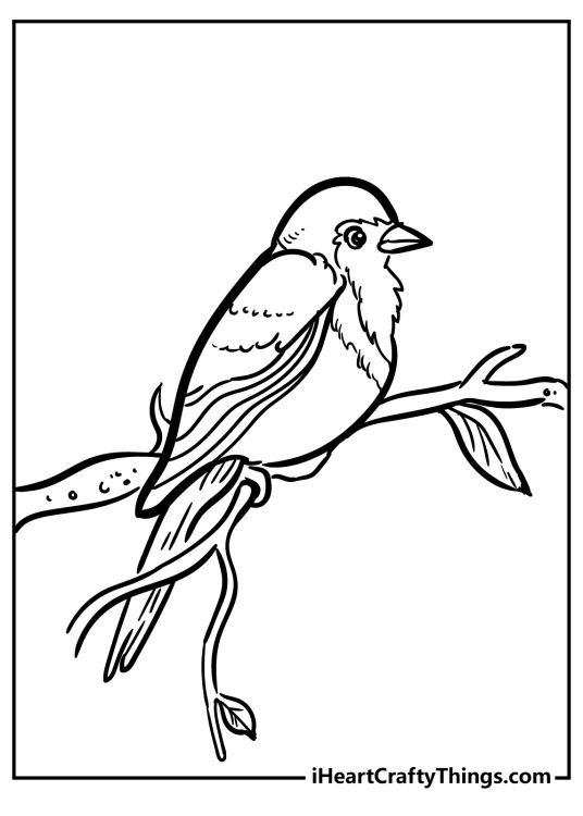 30 Free Robin Coloring Pages (Easy PDF Printables For Kids)