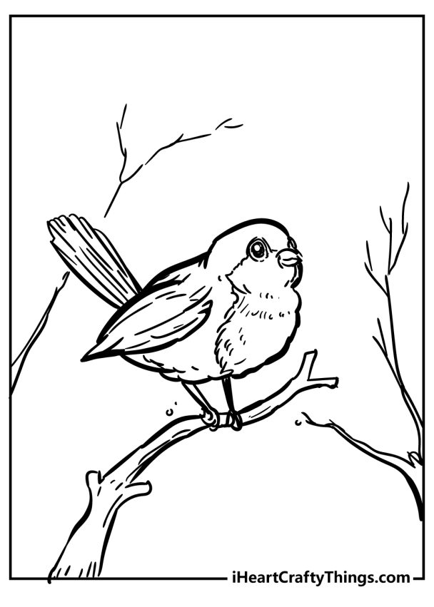 Printable Robin Coloring Pages (Updated 2022)