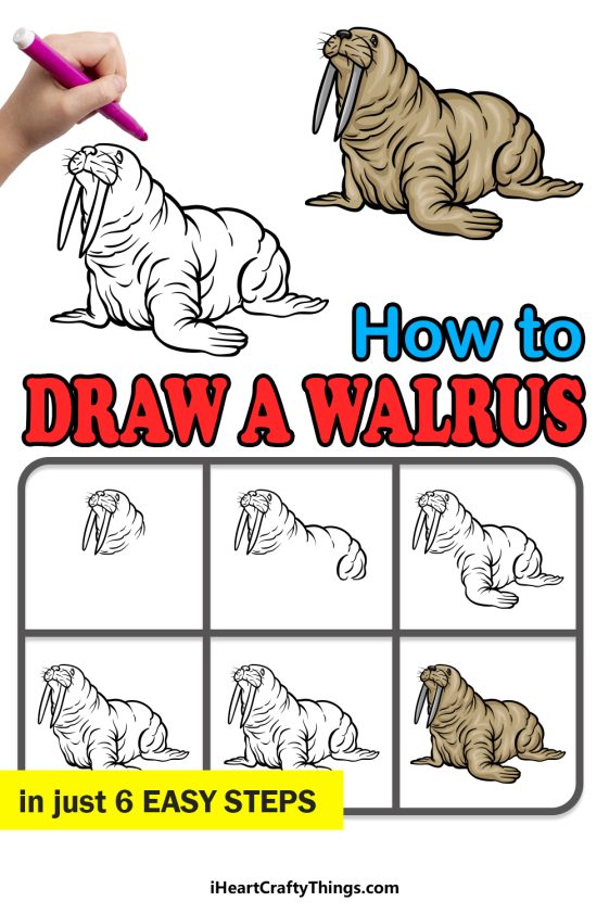 Walrus Drawing - How To Draw A Walrus Step By Step