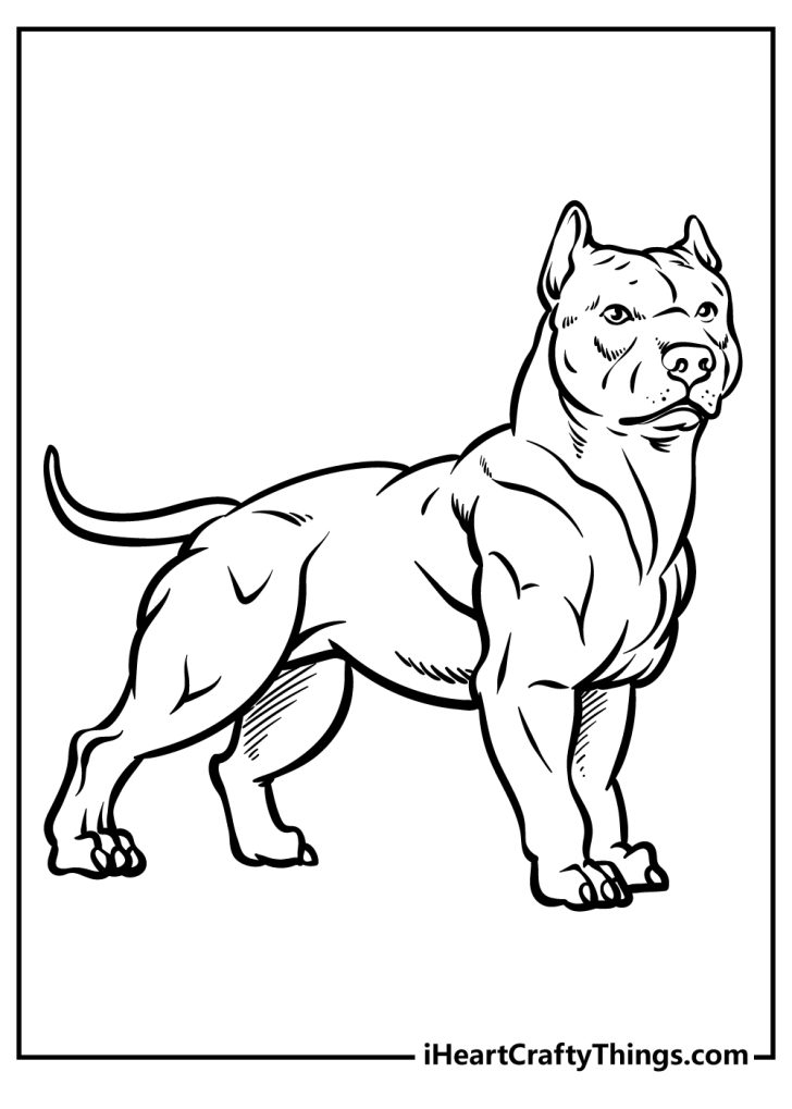 Pitbull Coloring Pages (100% Free Printables)