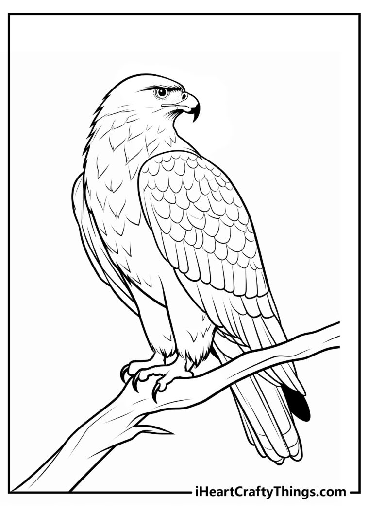 15 Hawk Coloring Pages (100% Free Printables)