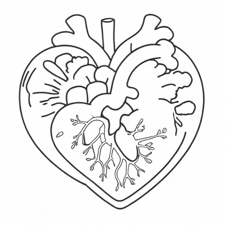 Human Heart Drawing - How To Draw A Human Heart Step By Step