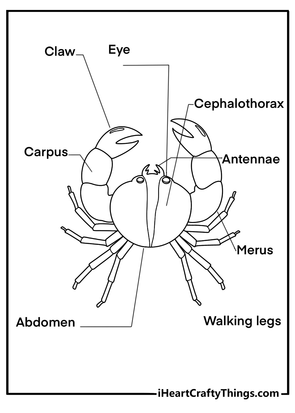 30 Free Crab Coloring Pages (Easy Printable PDF Sheets)