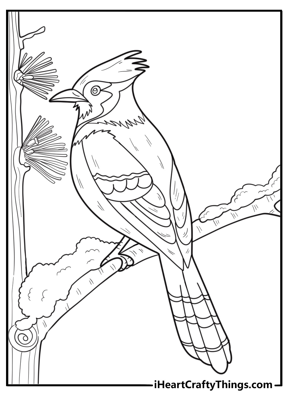 Blue Jay Coloring Pages (20 Free PDF Printables For Kids)