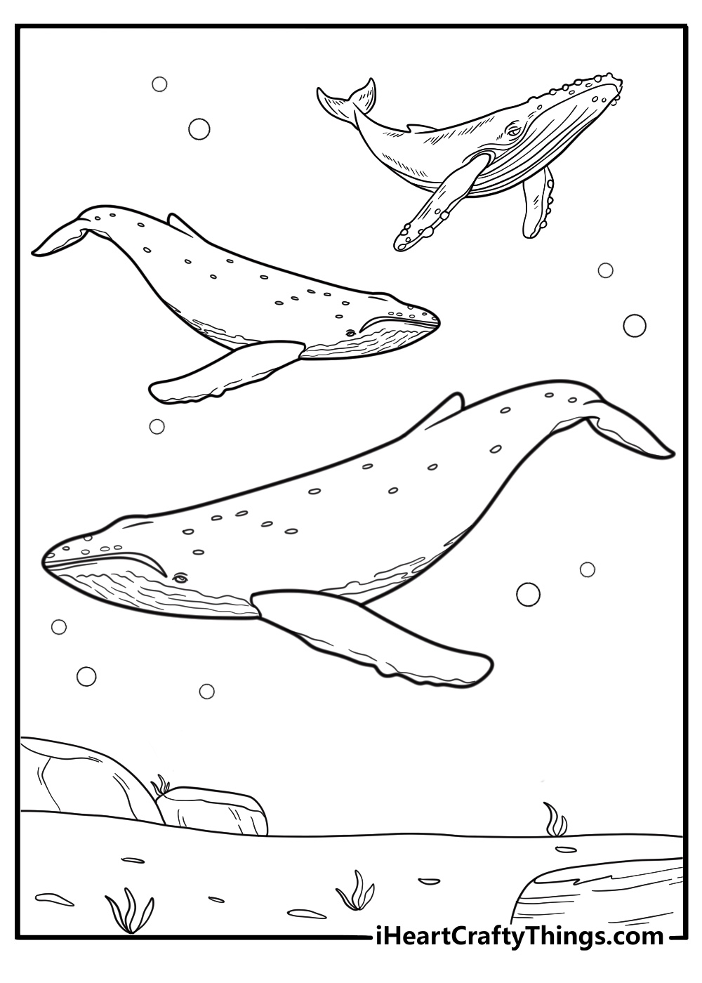 40 Free Whale Coloring Pages (Easy PDF Printables)