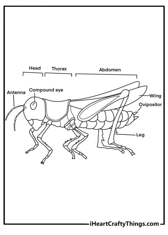 30 Free Grasshopper Coloring Pages For Kids